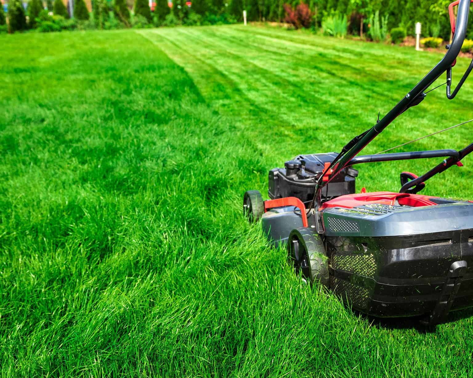 10 Easy Yard Clean-Up Tips (From Mess To Marvel) - Alison's Notebook