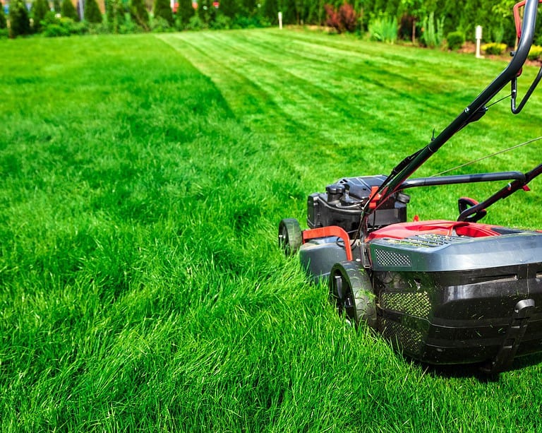 10 Easy Yard Clean-Up Tips (From Mess To Marvel) - Alison's Notebook